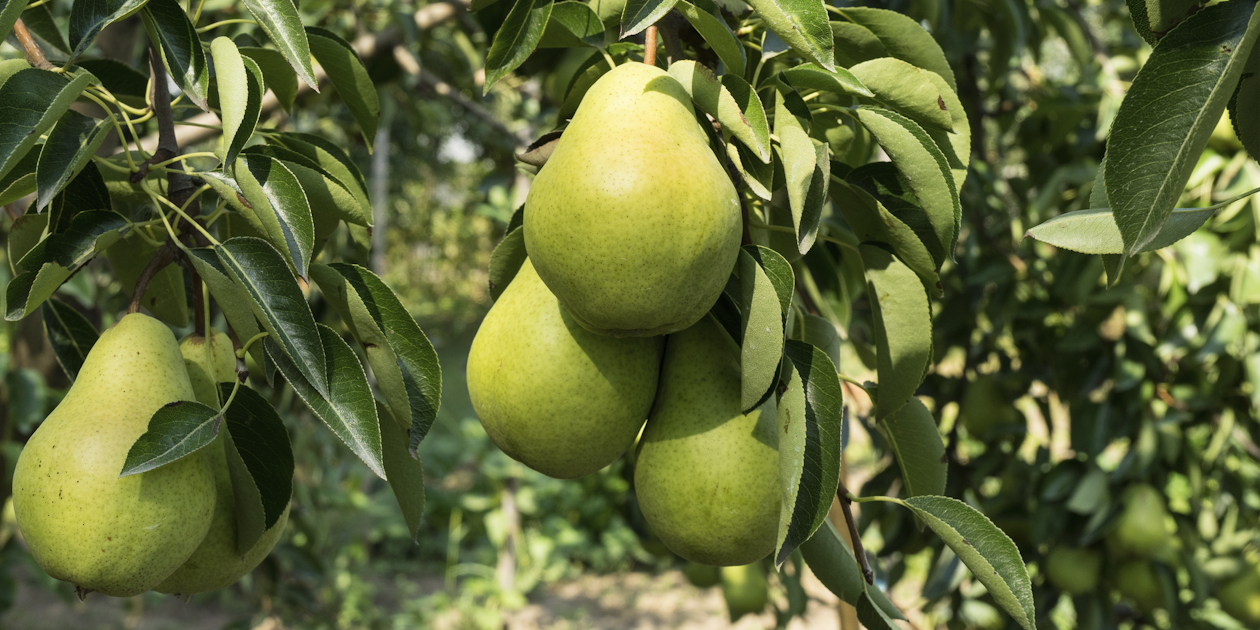 Zwergbirne Kobi online kaufen | Restberry Online Shop